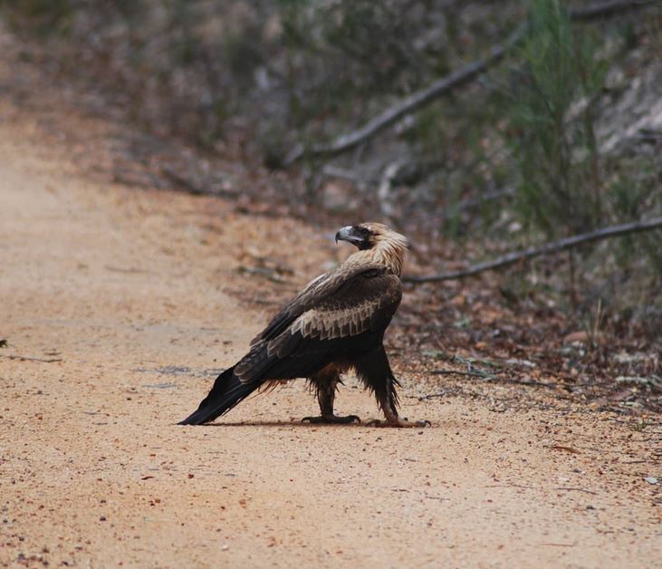 Australian Wildlife Blog | Alice Hua